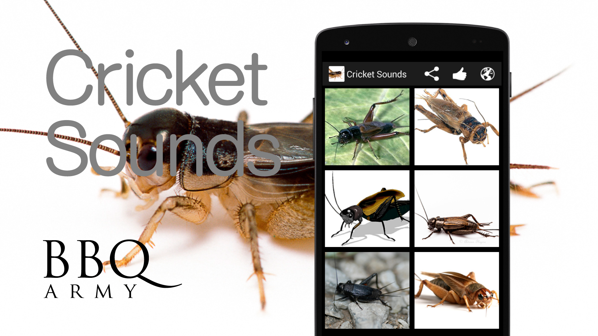 Cricket Sounds - App on Amazon Appstore