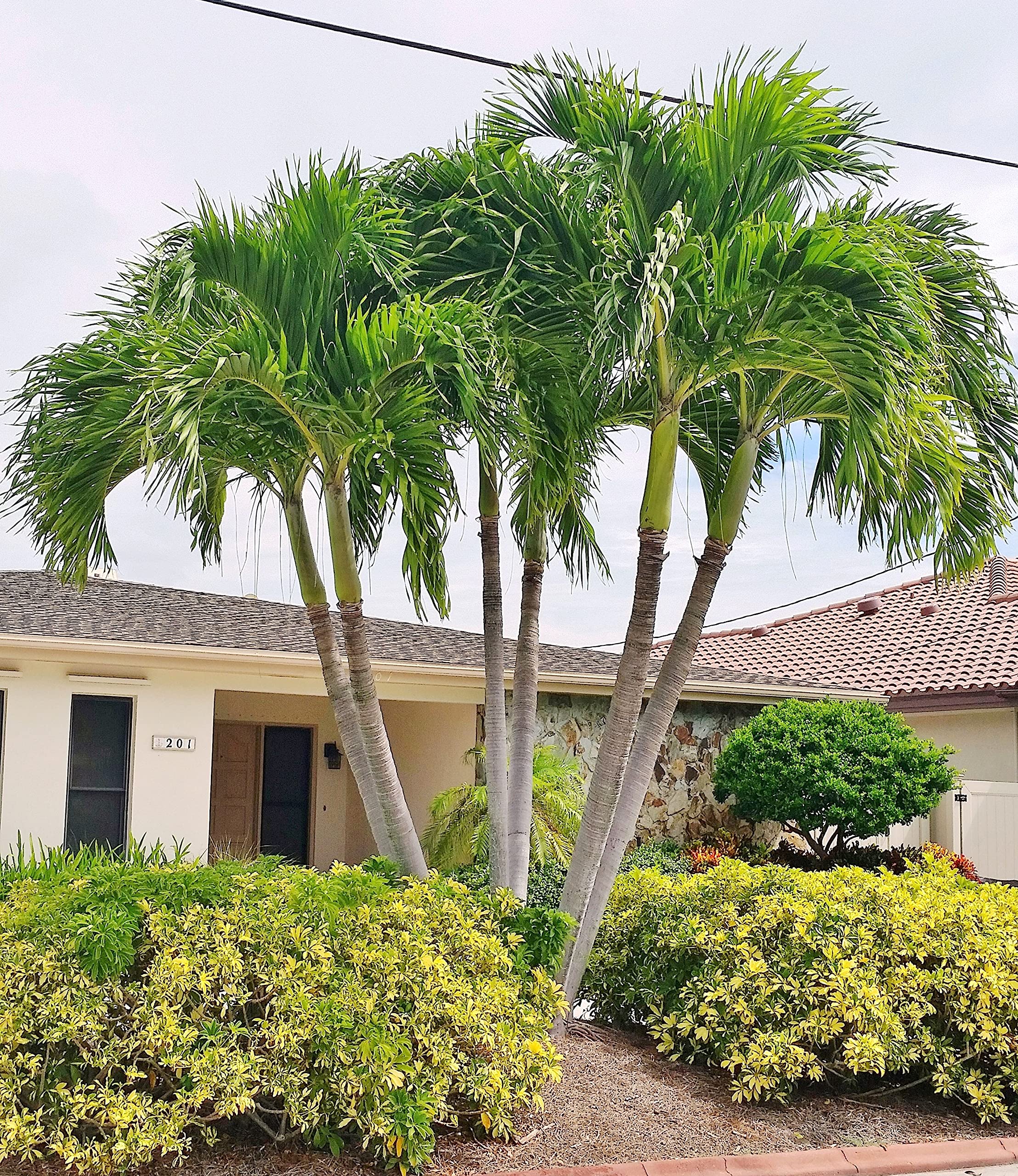 Triple Adonidia Palm Tree Buy Our Christmas Palm Triple | Eureka Farms