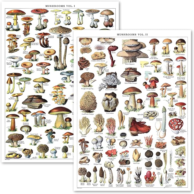 Amazon.com: Vintage Mushroom Poster Prints - Mycology & Fungi Botanical ...