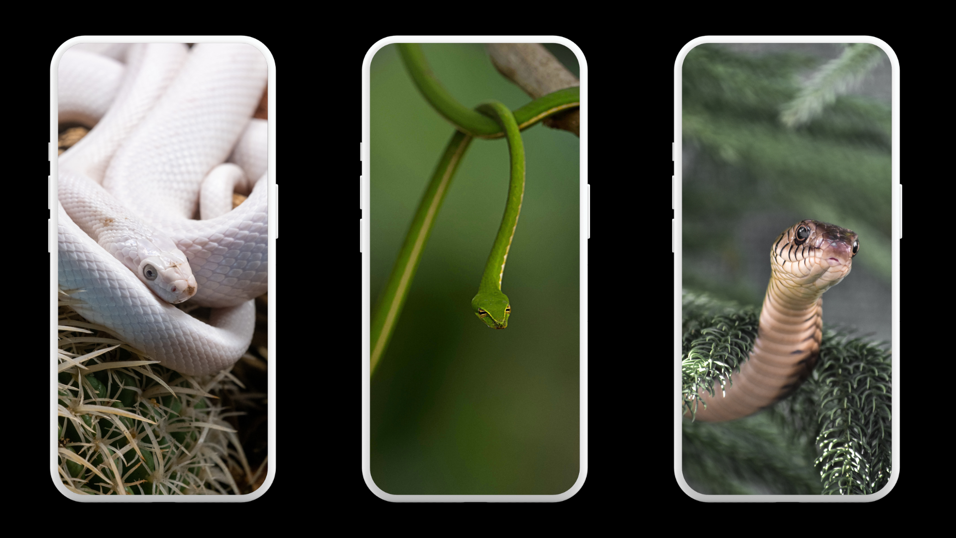 Snake Wallpapers - App on Amazon Appstore