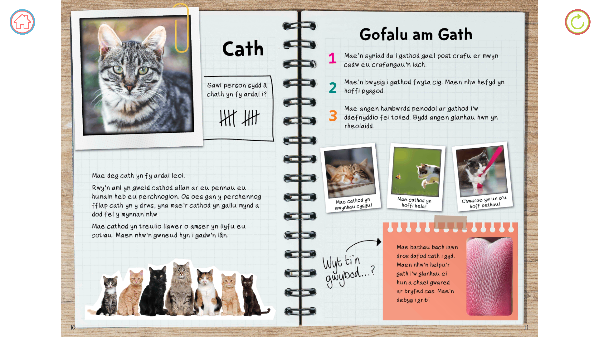 Betsan a Roco yn y Dref 2 - App on the Amazon Appstore