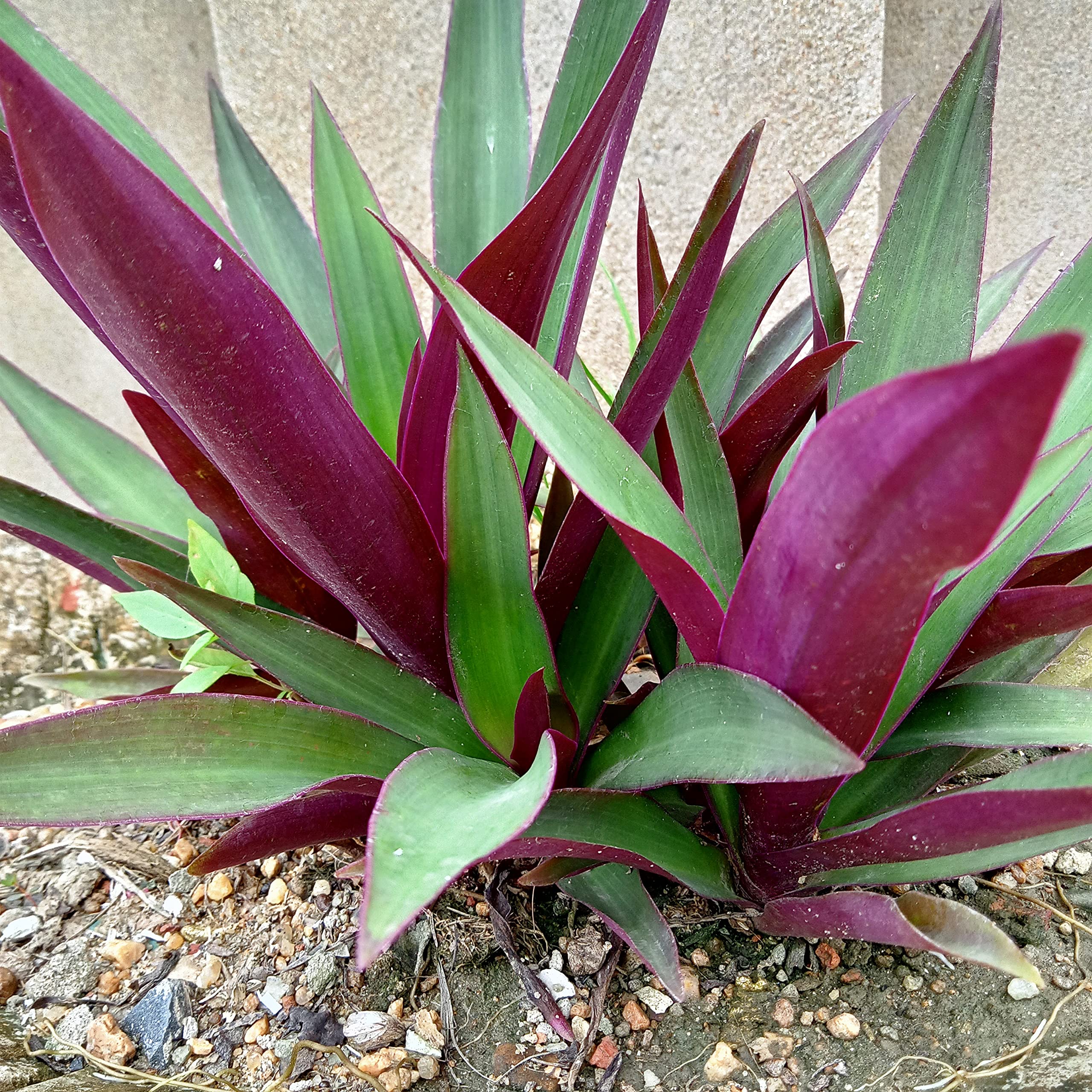 Tradescantia Spathacea