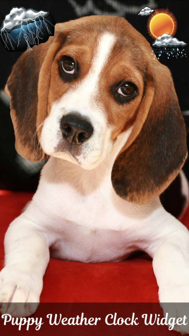Puppy Weather Clock Widget - App on Amazon Appstore