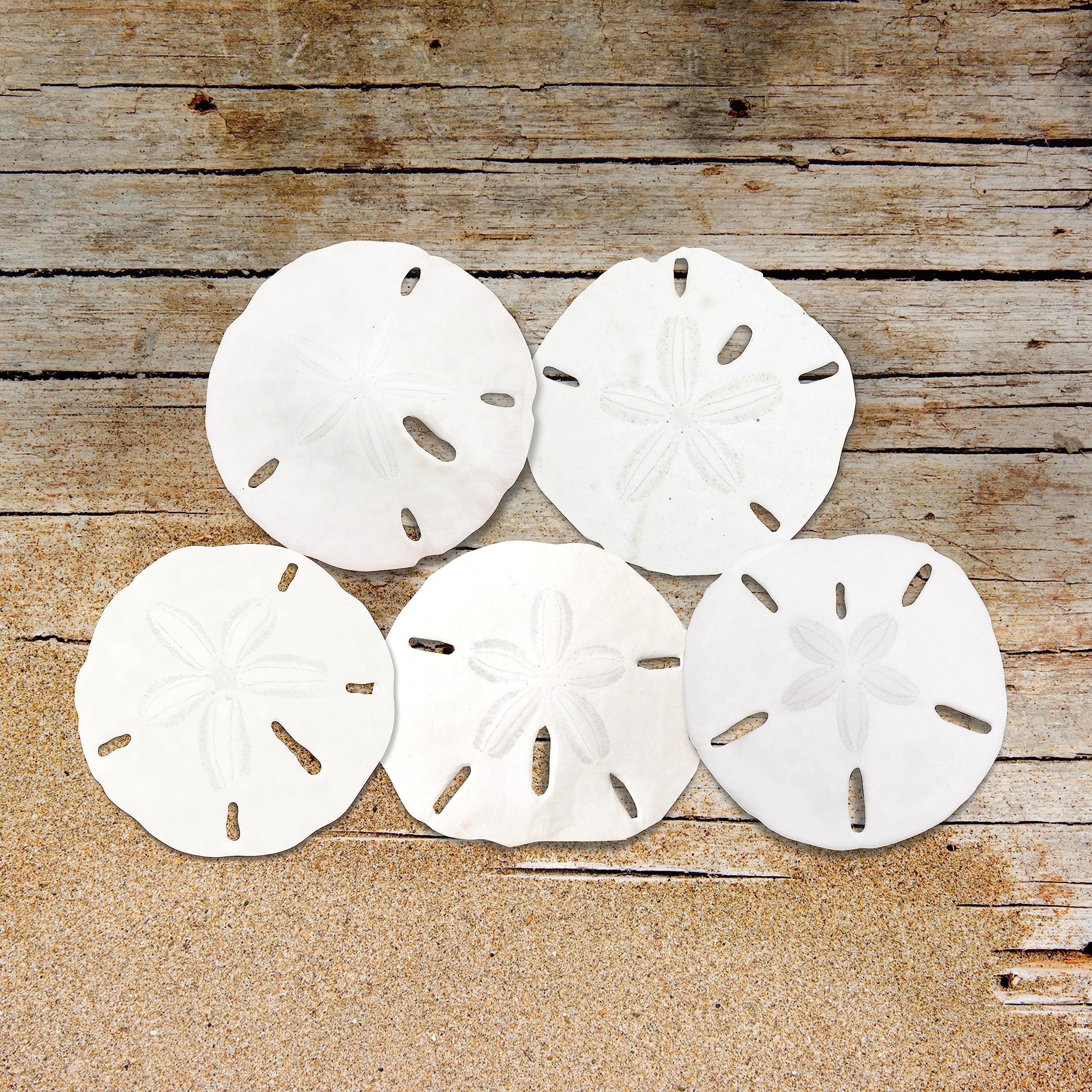 Sand Dollar Inside