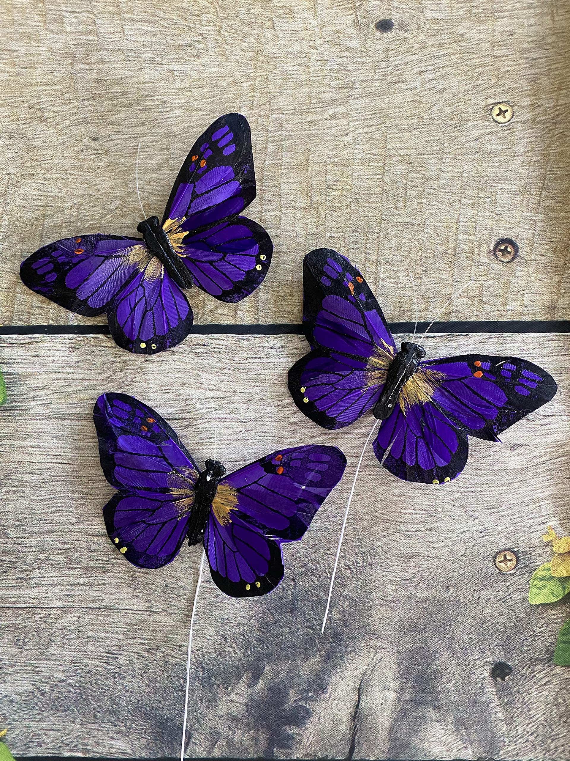 Imágenes De Mariposas Moradas Reales