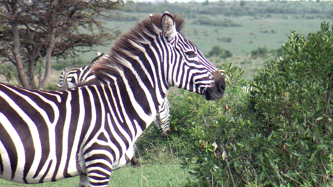 Video Touch - 生き物-Amazonアプリストアのアプリ