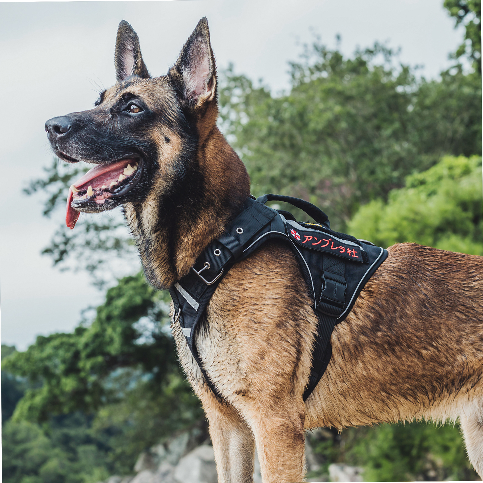 Watch Tactical Dog Harness No Pull Dog Vest Reflective Dog Harness on ...