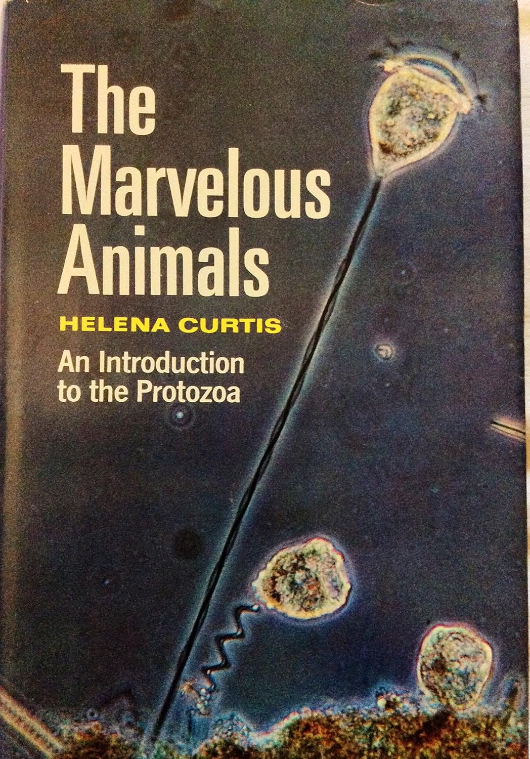 The Marvelous Animals: An Introduction to the Protozoa: Helena Curtis ...