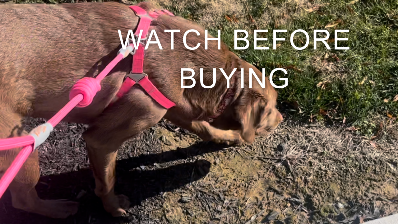 Watch Honest review of Zooland Easy Walk No Pull Dog Harness on Amazon Live