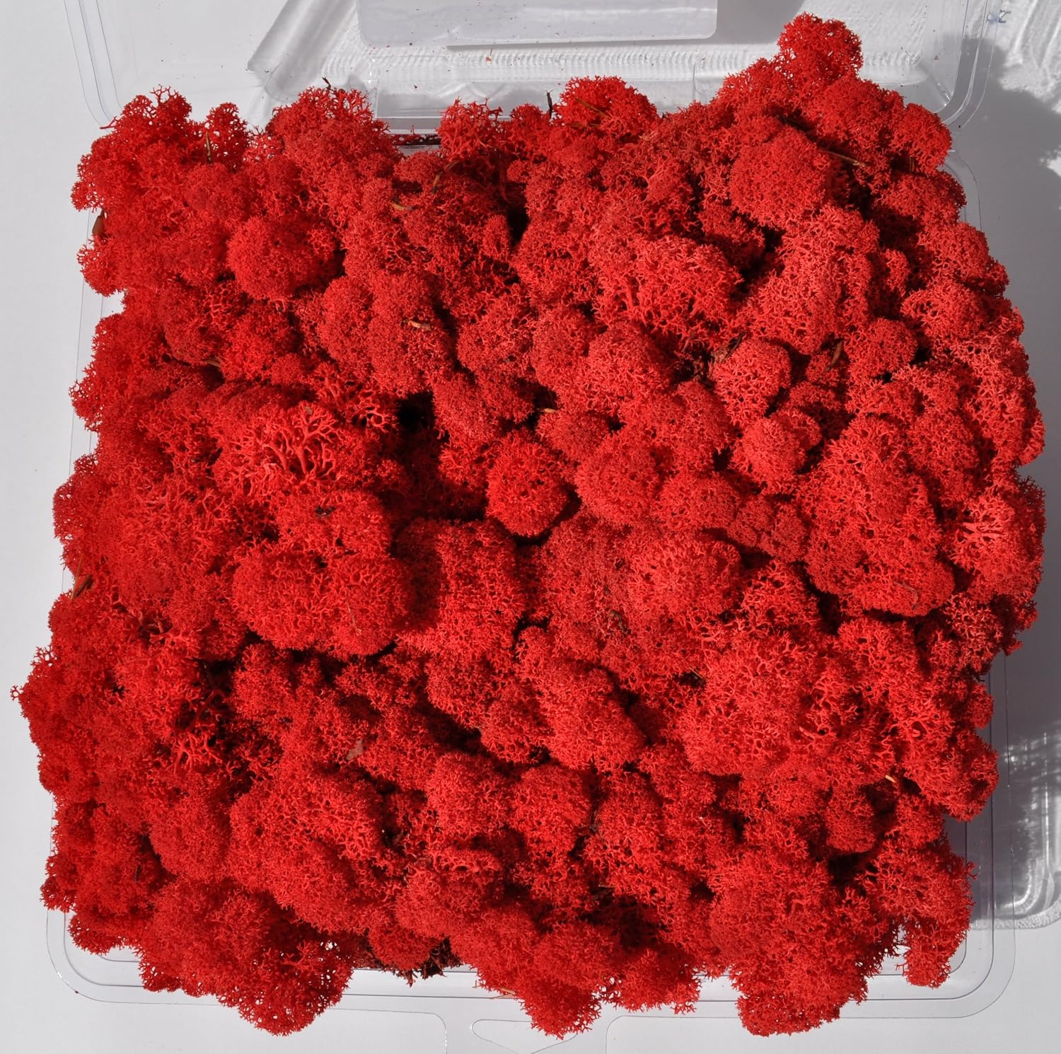 Amazon.com: Reindeer Moss, Preserved - Red, 20-Ounce (1.25 Pounds) in a ...
