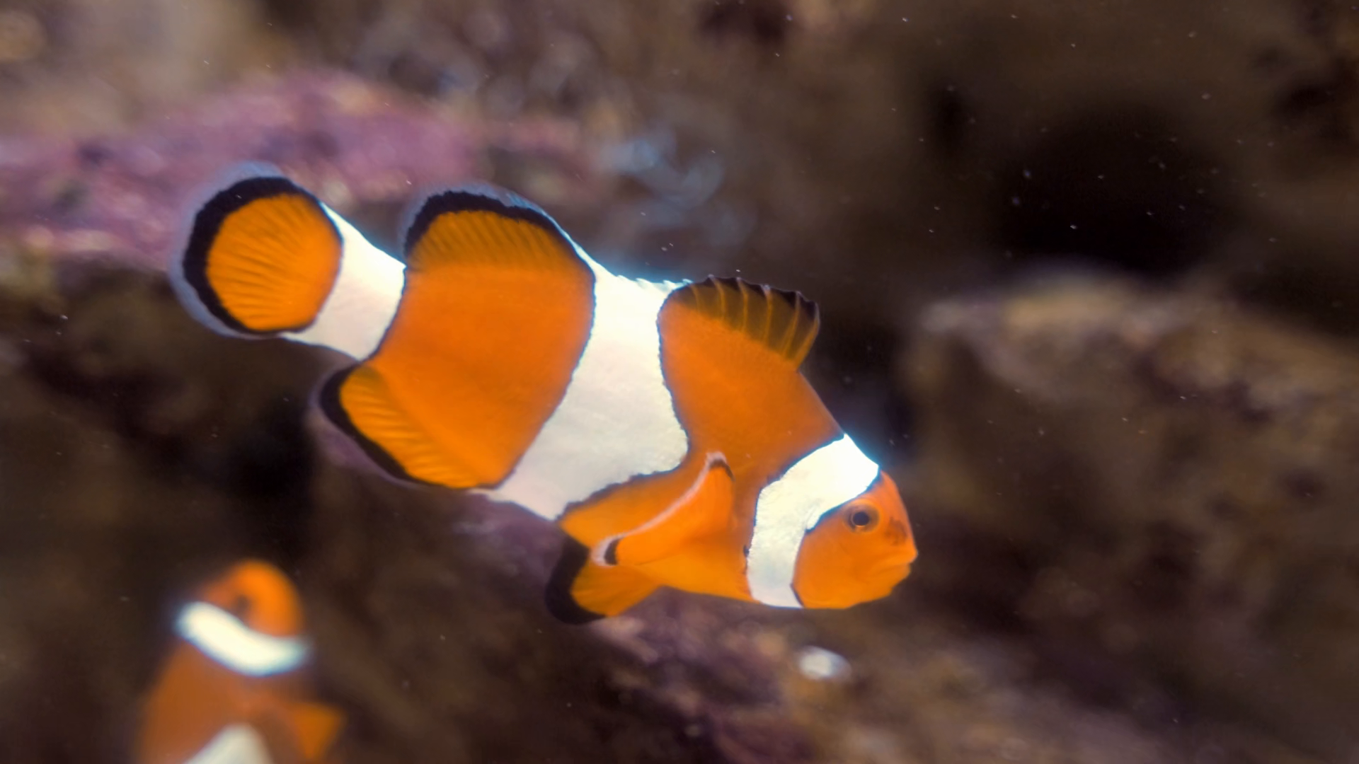 Aquarium Screensaver, Aquarium Deep Sea Odyssey : Ultra HD Aquarium ...