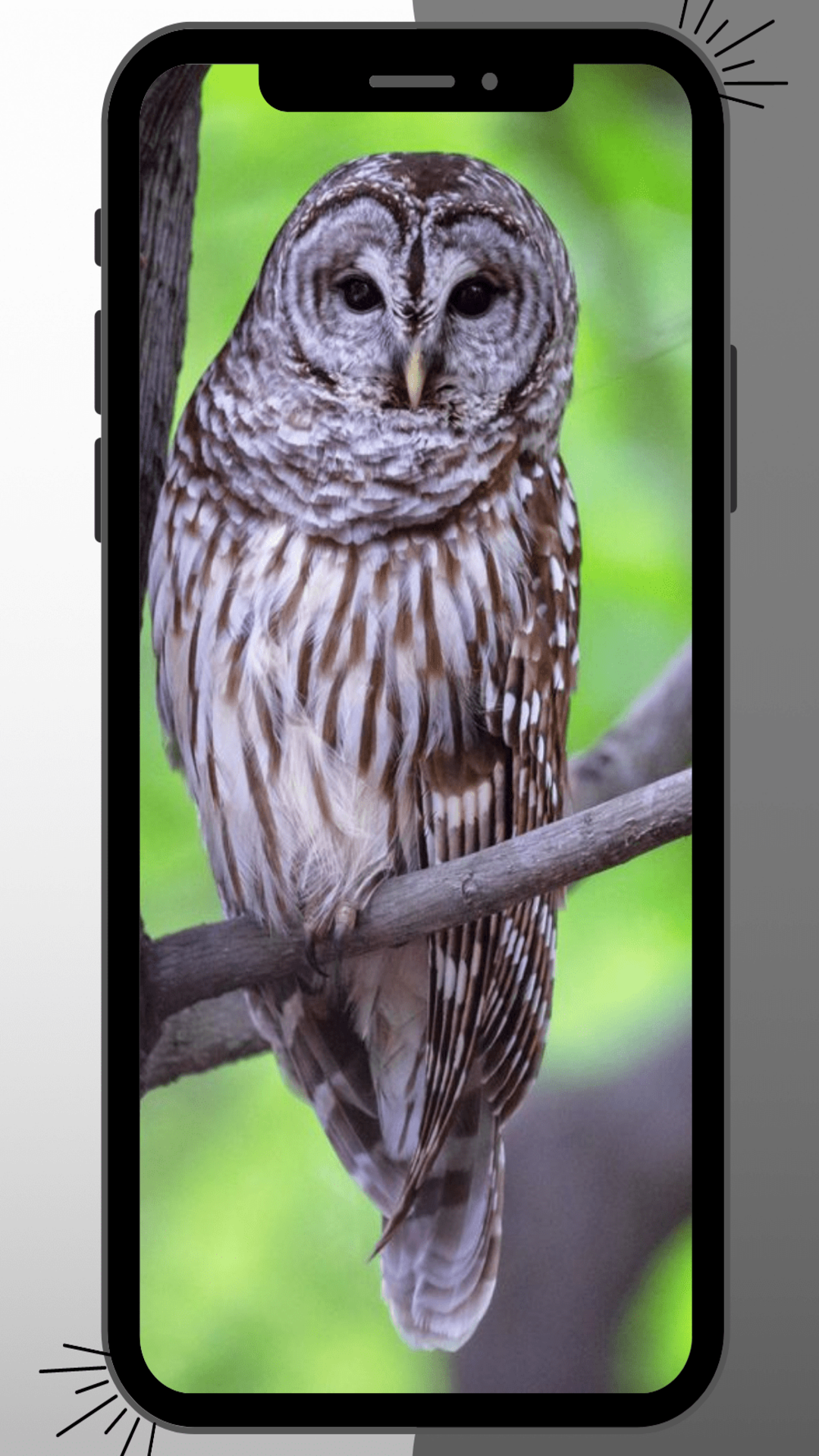 Owl Wallpapers 4K:www.amazon.com:Appstore for Android