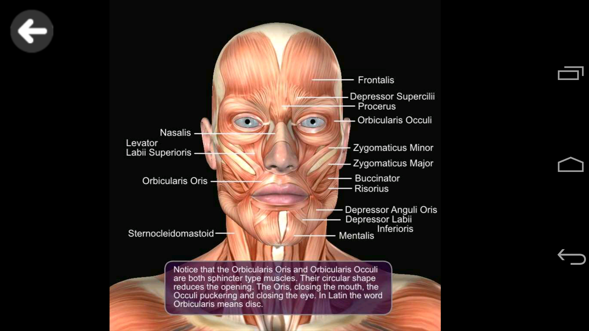 Learn Muscles: Anatomy - App on Amazon Appstore