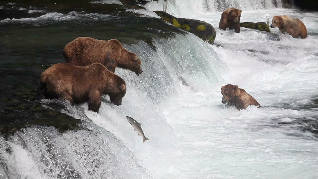 Video Touch - Wildlife - App on Amazon Appstore