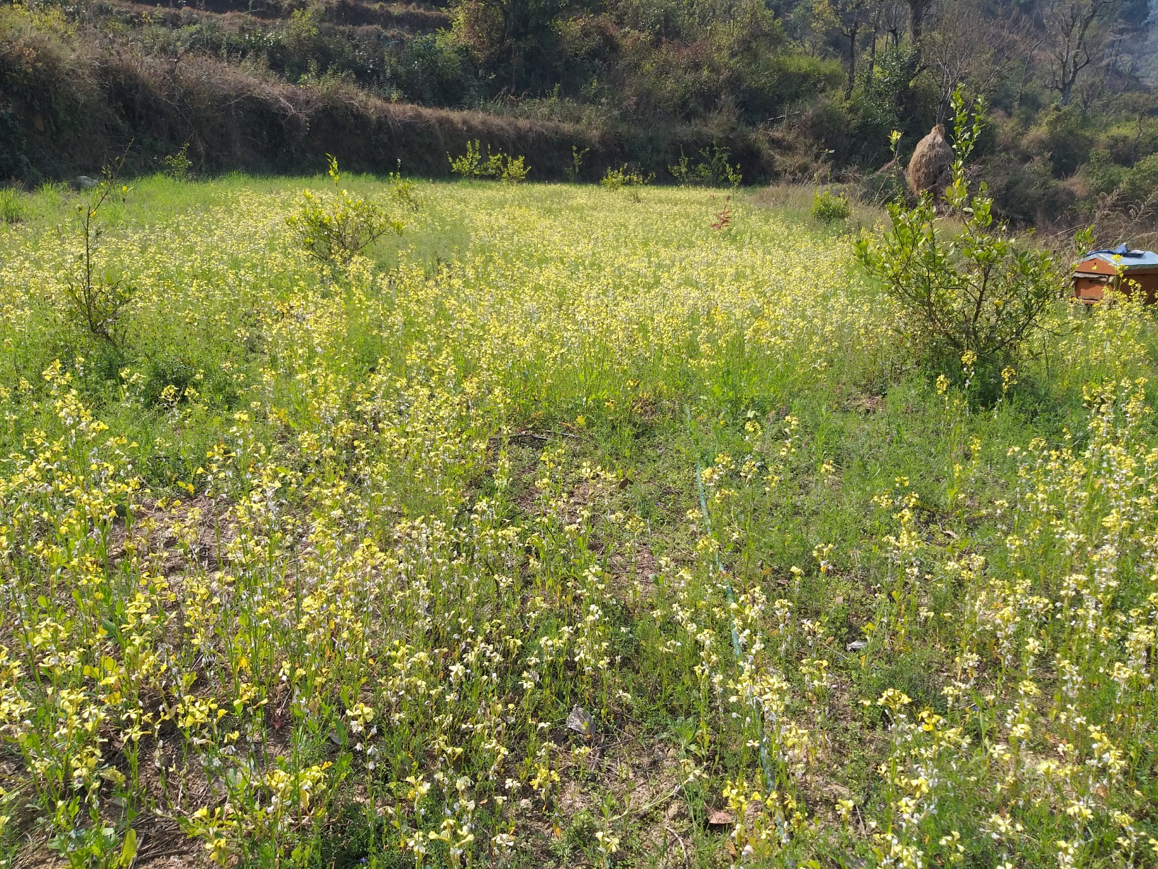 R R AGRO FOODS 100% Natural Taramira Seeds 500 GM | Tarameera Seed ...