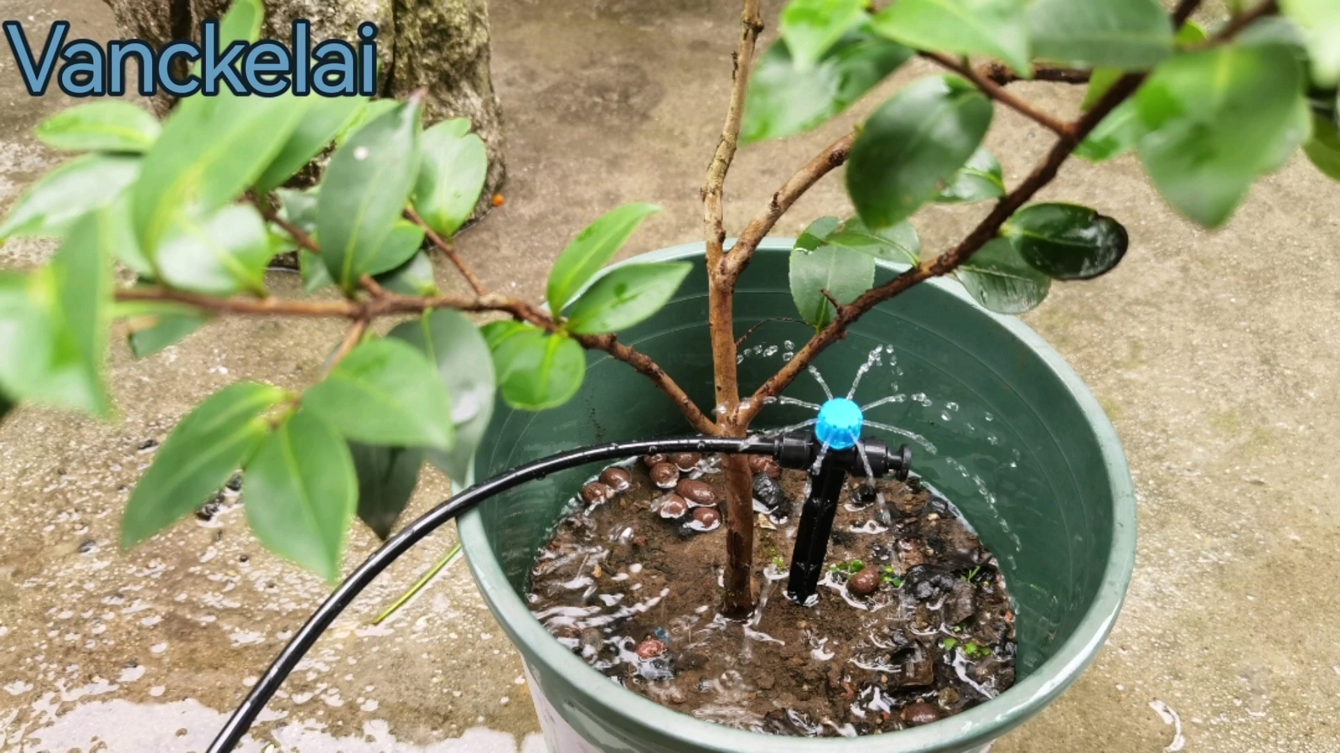 Watch 50 FT Quick Connect Drip Irrigation System with 1/4" Tubing on ...