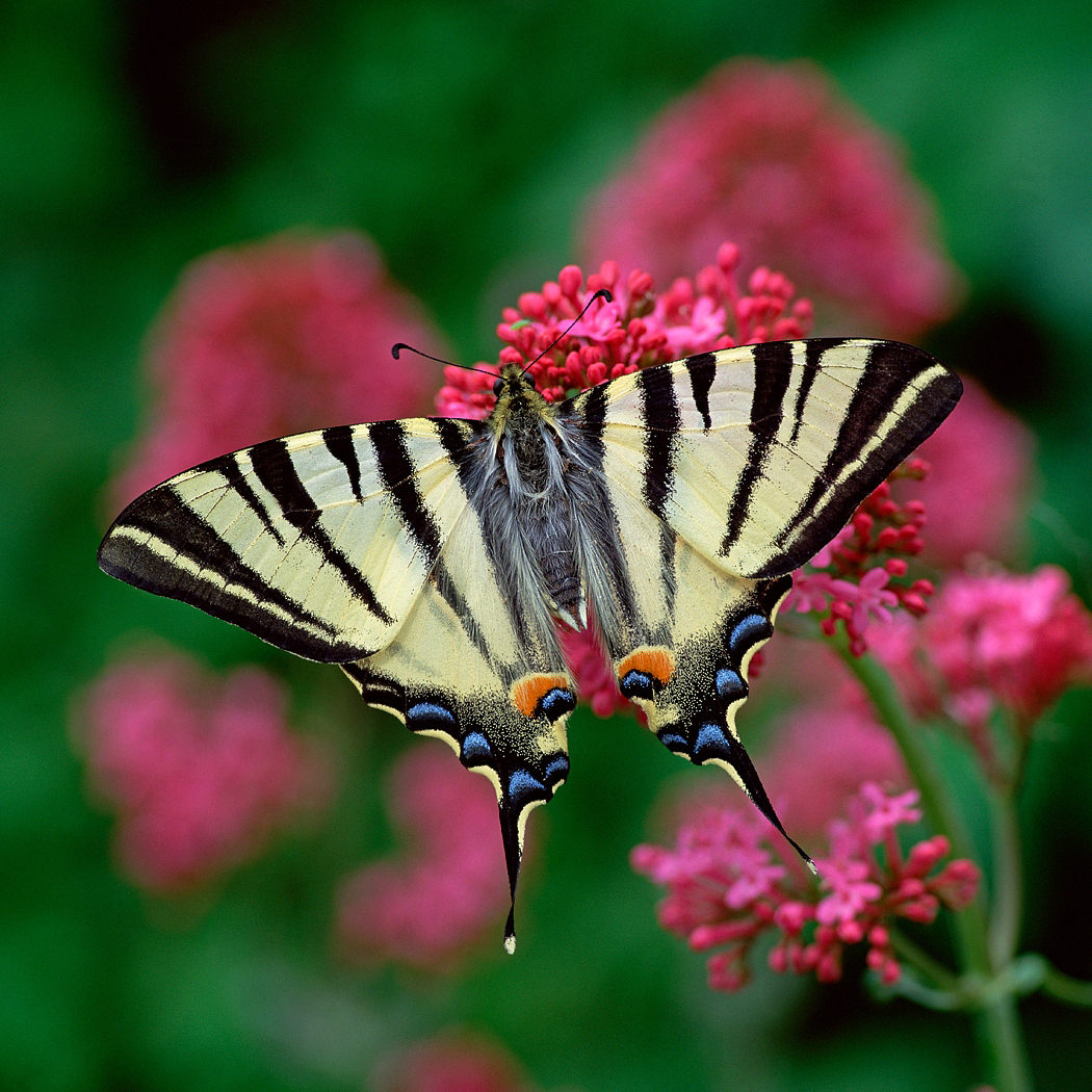 Amazon.co.uk: Robert Thompson: books, biography, latest update