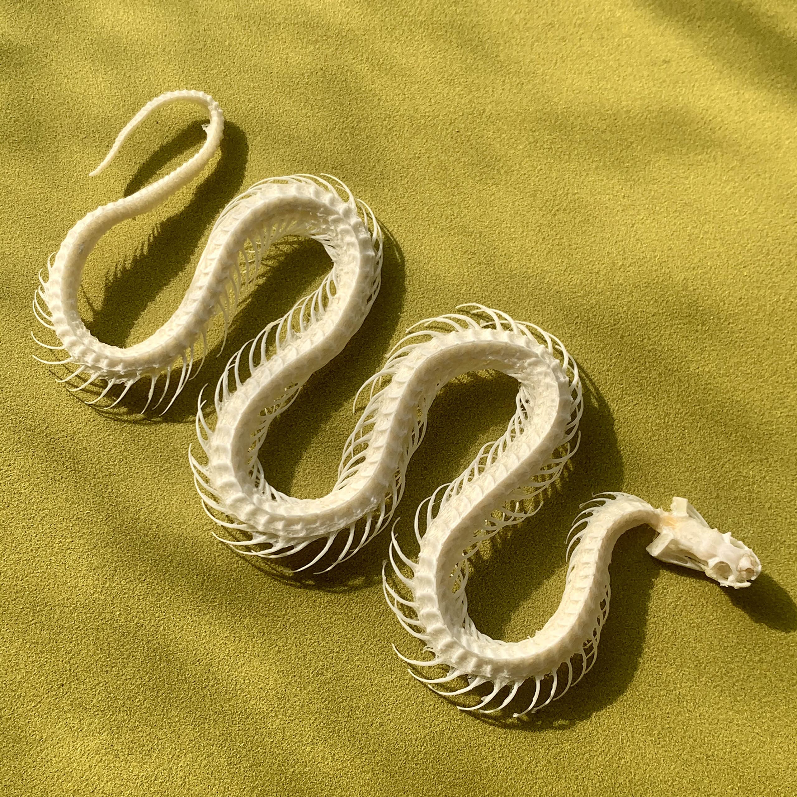 Corn Snake Skull Rice Paddy Snake Skeleton – Wunderkammer