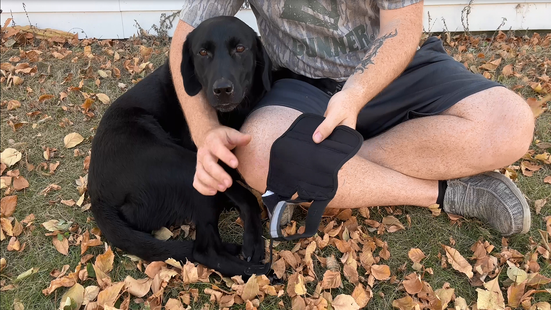 Watch Dog leg brace for back legs support for rear leg hock joint on ...