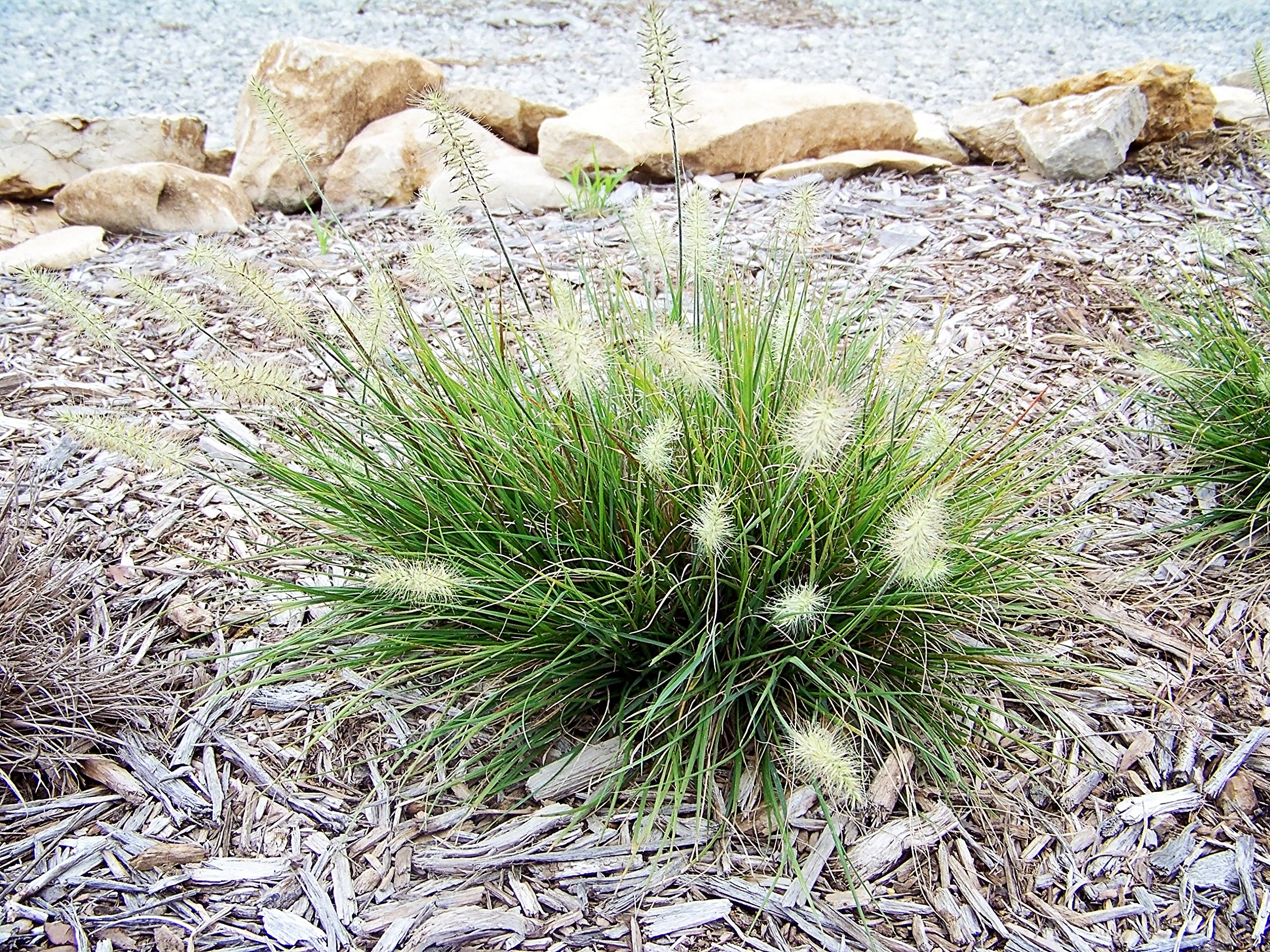 Amazon.com : Little Bunny Dwarf Fountain Grass/Pennisetum Alopecuroides ...