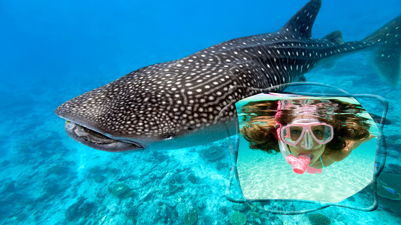Whale Shark Photo Frames - App on Amazon Appstore