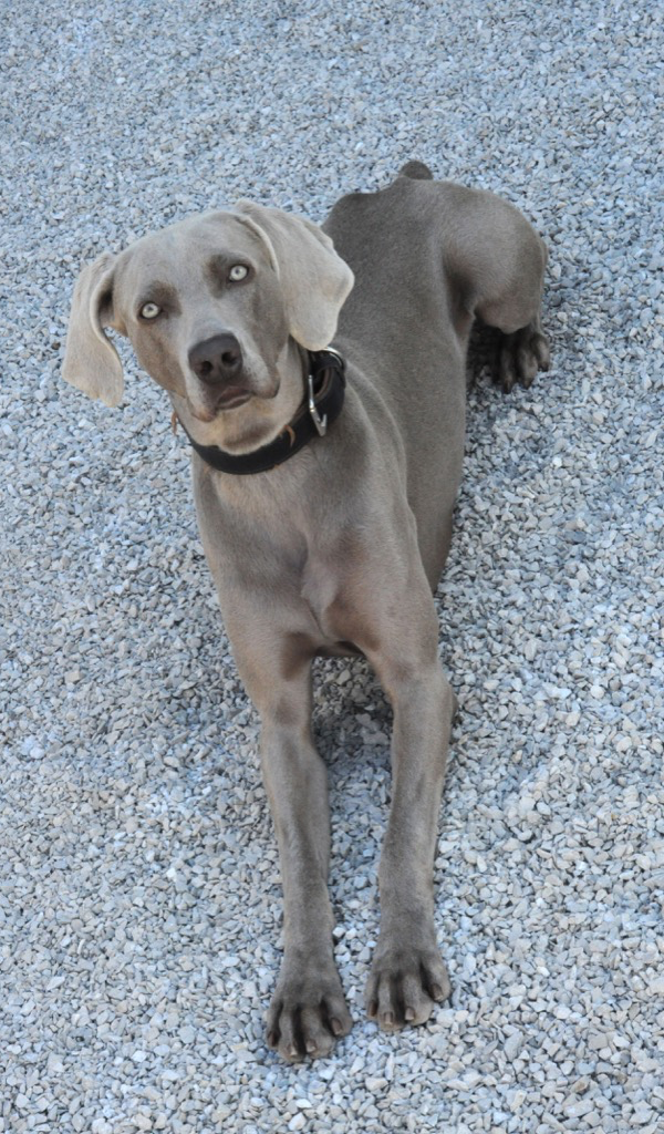 Weimaraner Wallpaper -- HD Wallpapers of Weimaraner! - App on Amazon ...