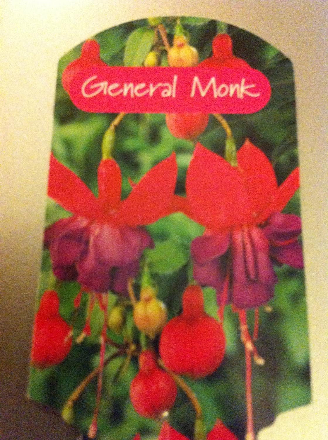 5 General Monk Bush Fuchsia Bedding Plug Plants : Amazon.co.uk: Garden