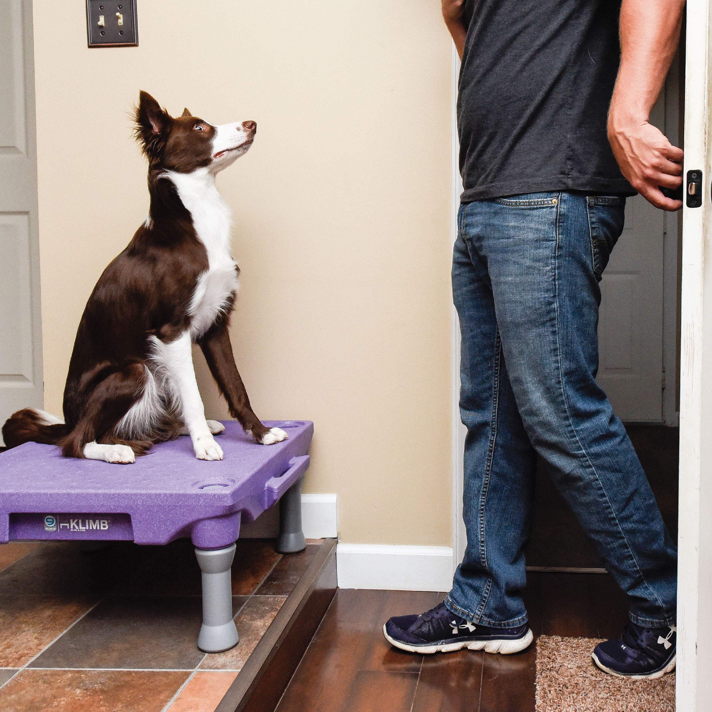 Snapklik.com : KLIMB Training Kit, Professionally Designed Dog Platform ...