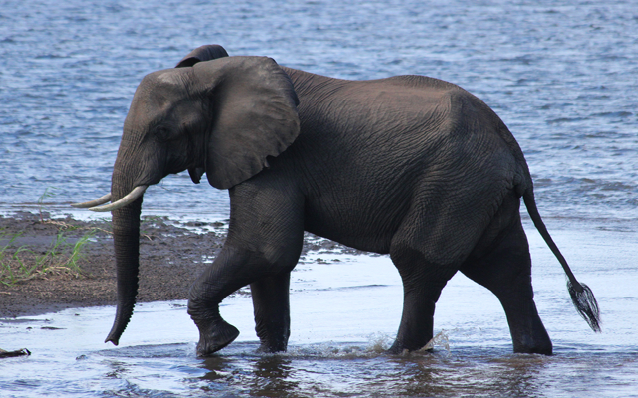 All About Elephants - App on Amazon Appstore