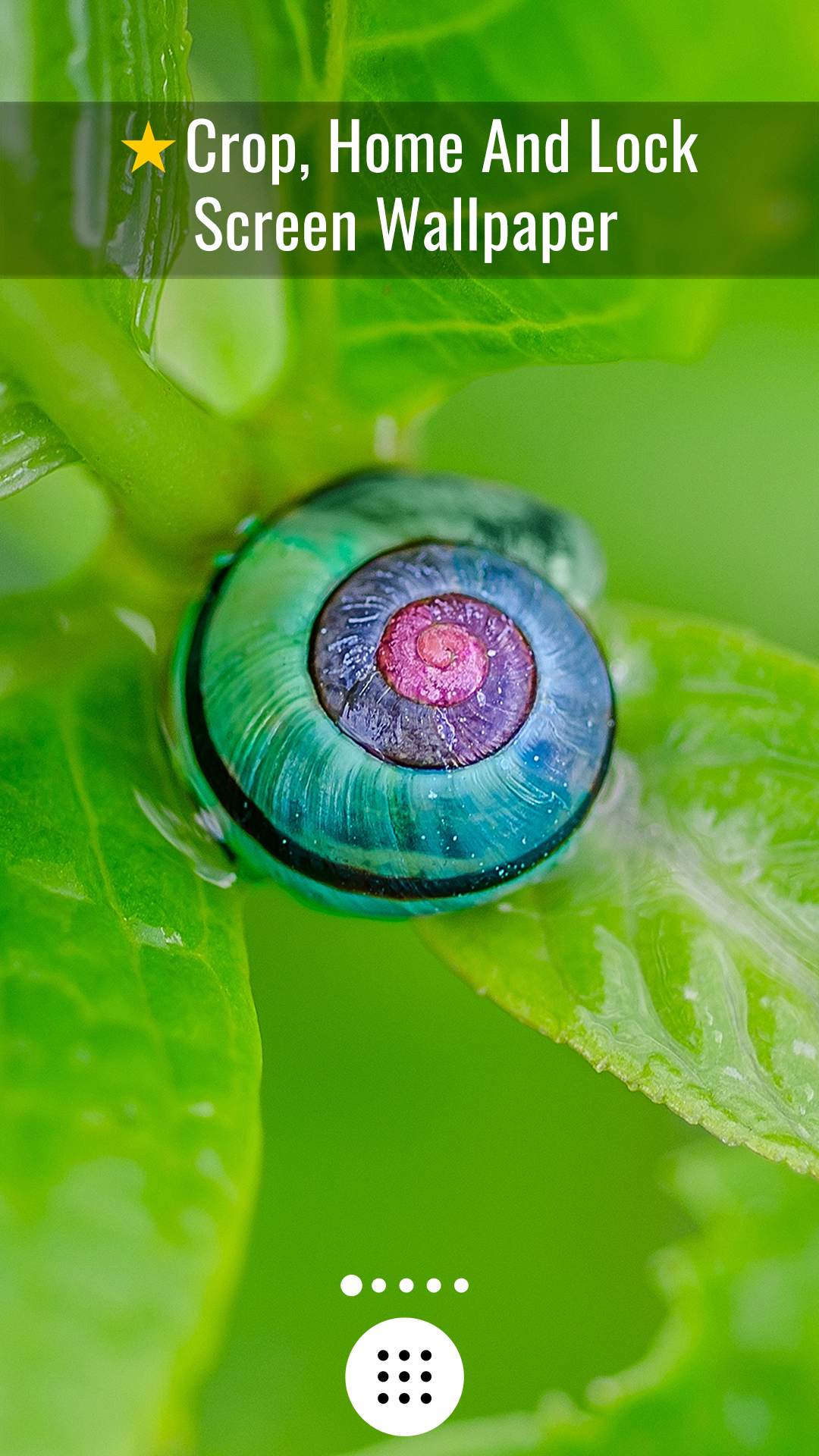 Macro Wallpapers - App on Amazon Appstore