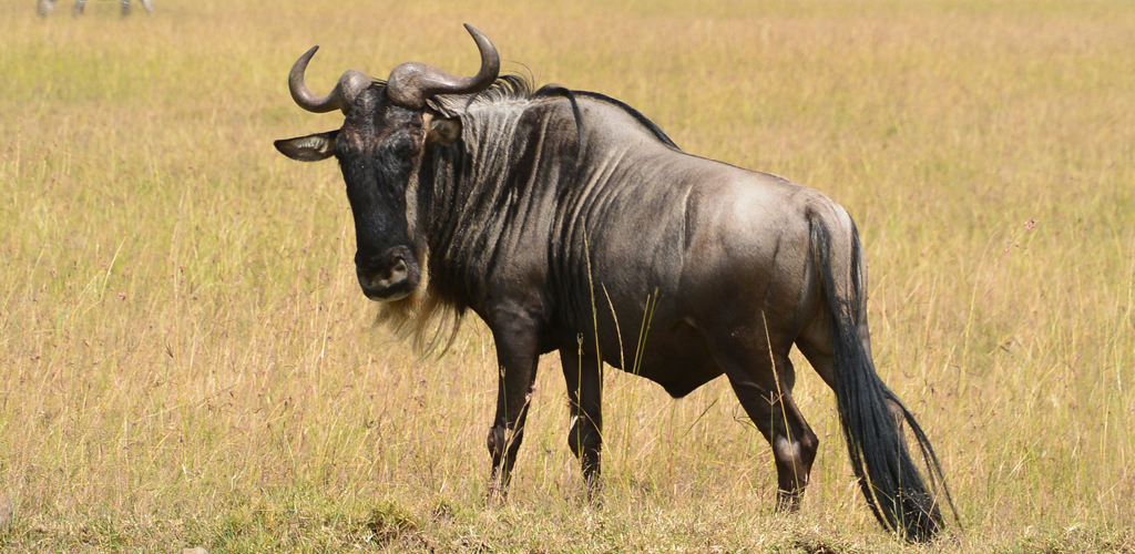 Wildebeest Hunting Calls & Wildebeest Sounds for Hunting Big Game ...