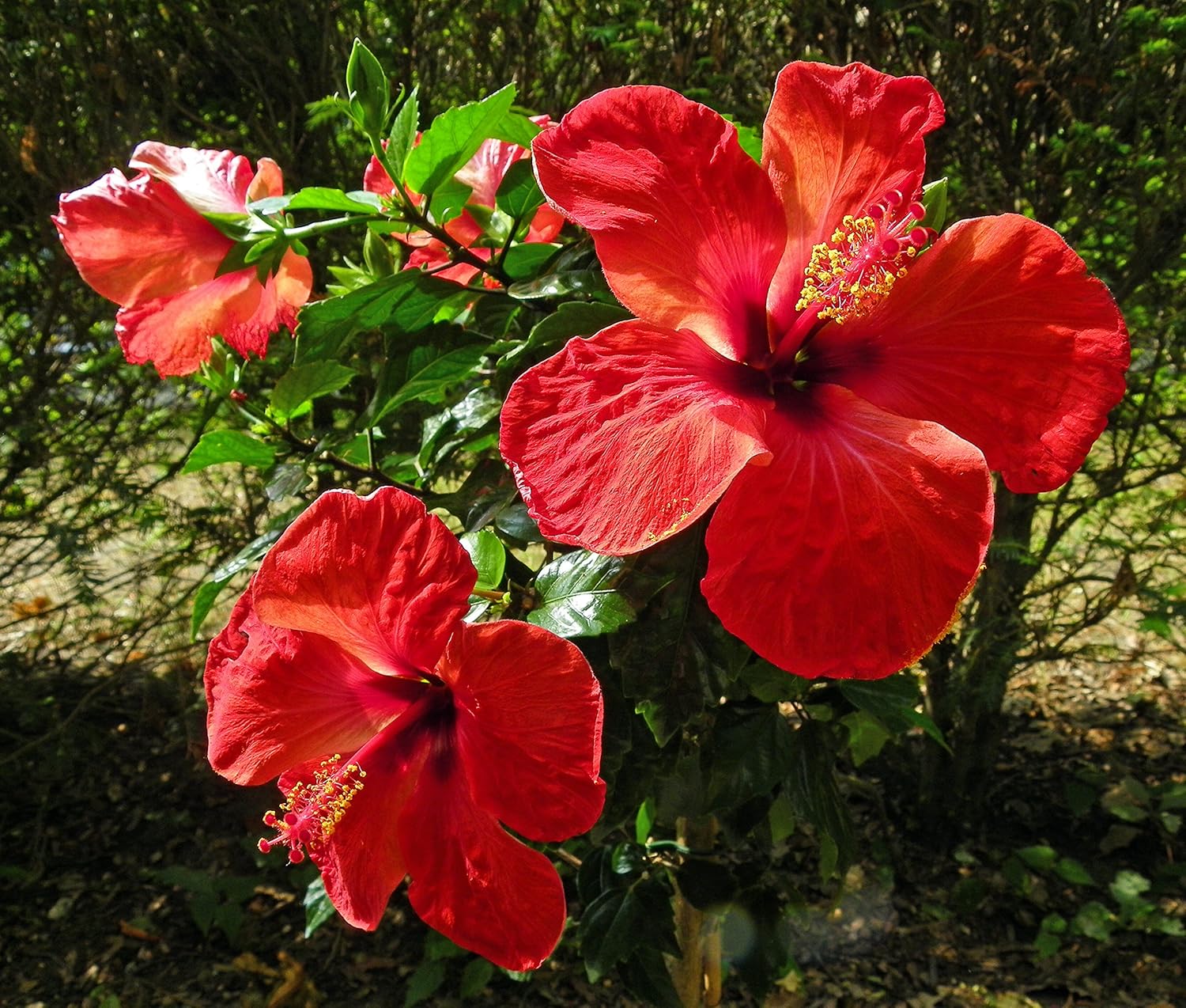 Amazon Red Hibiscus 1 2 Feet Patio Lawn Garden amazon-red-hibiscus-1-2-feet-patio-lawn-garden
