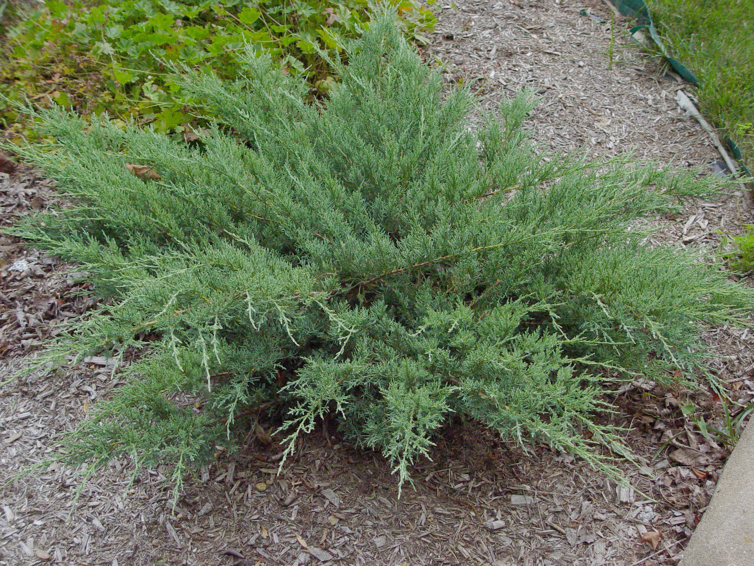 Dwarf Pfitzer Juniper