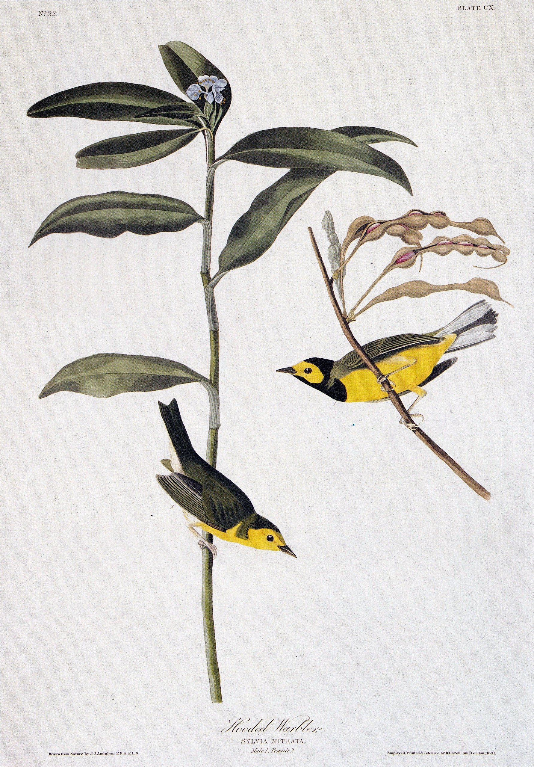 Warbler Bird Drawing