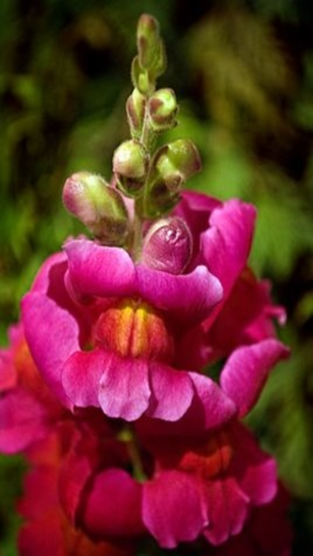 Snapdragon Flower Wallpaper Deep Pink - App on Amazon Appstore