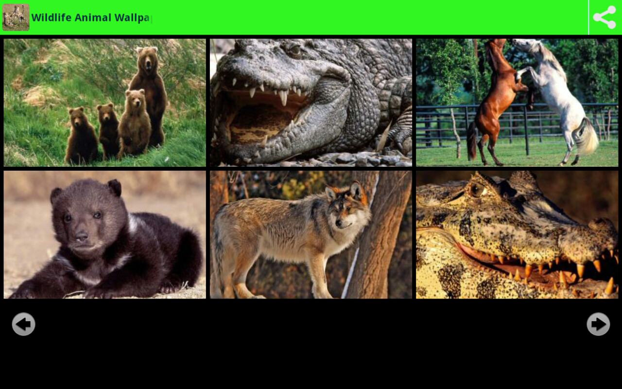 Wildlife Animal Wallpapers - App on Amazon Appstore