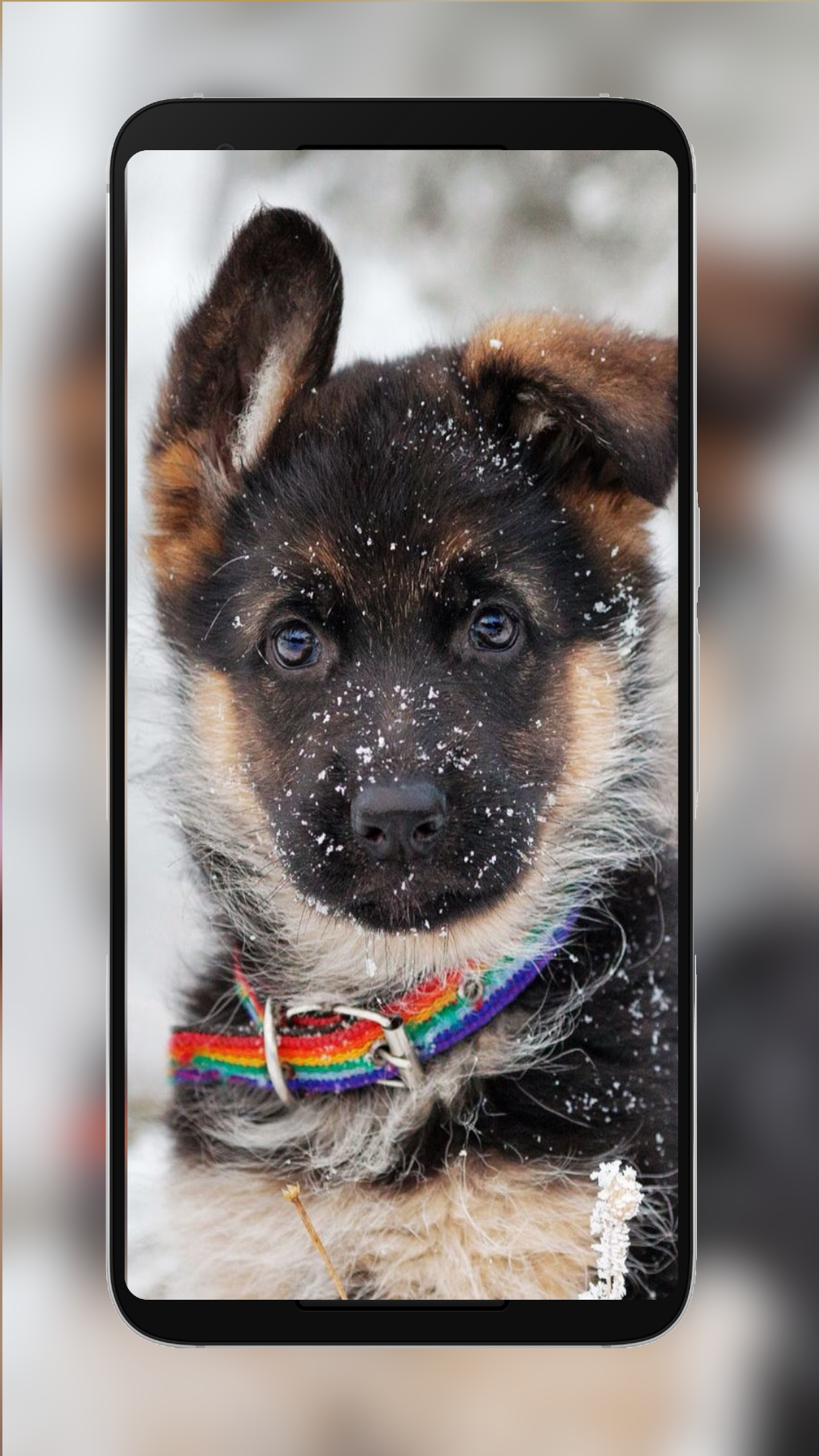 Dogs wallpapers:Amazon.co.jp:Appstore for Android