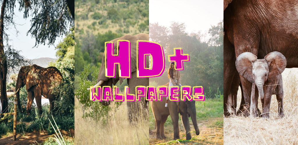 4K Elephant Wallpapers - App on Amazon Appstore