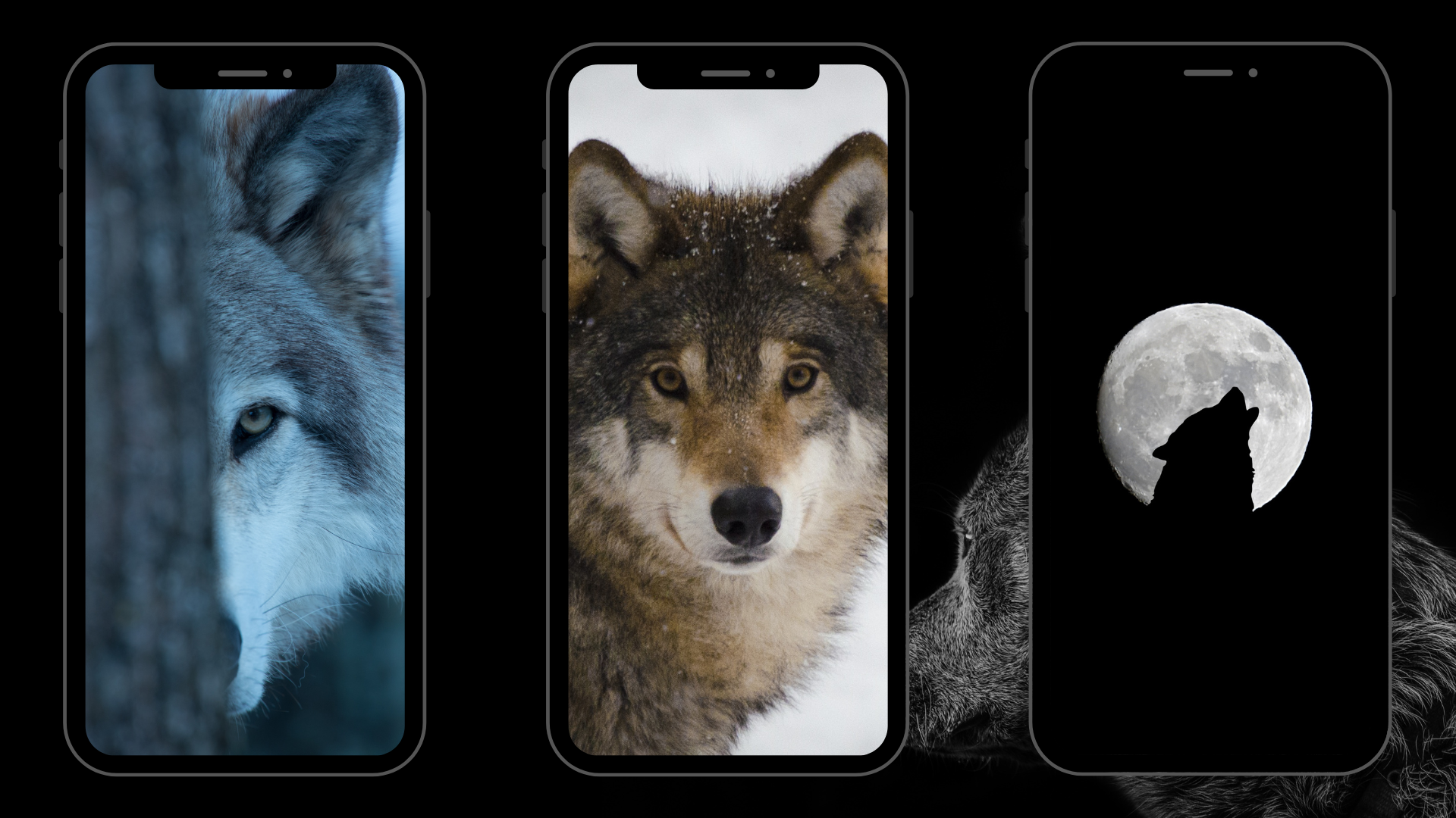 Wolf Wallpapers - App on Amazon Appstore
