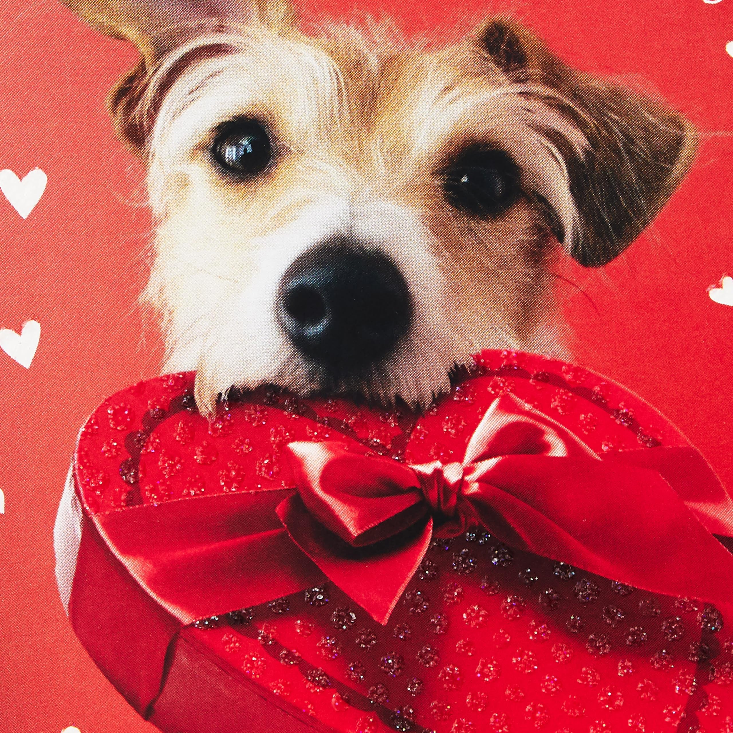 Snapklik.com : Hallmark Pack Of Valentines Day Cards, Dog