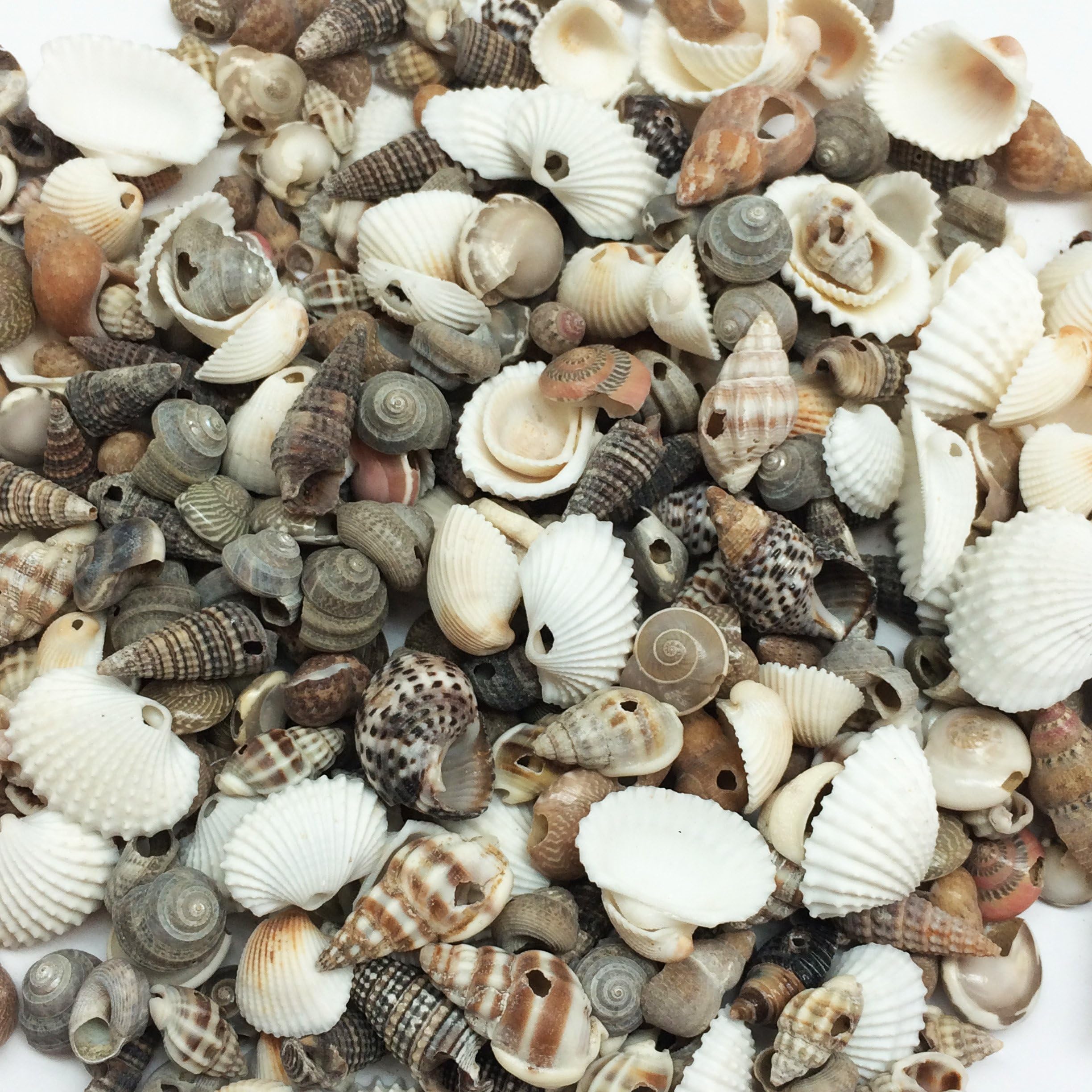 Amazon.com: PEPPERLONELY Extra Small Drilled Shell Mix Sea Shells, 4 OZ ...