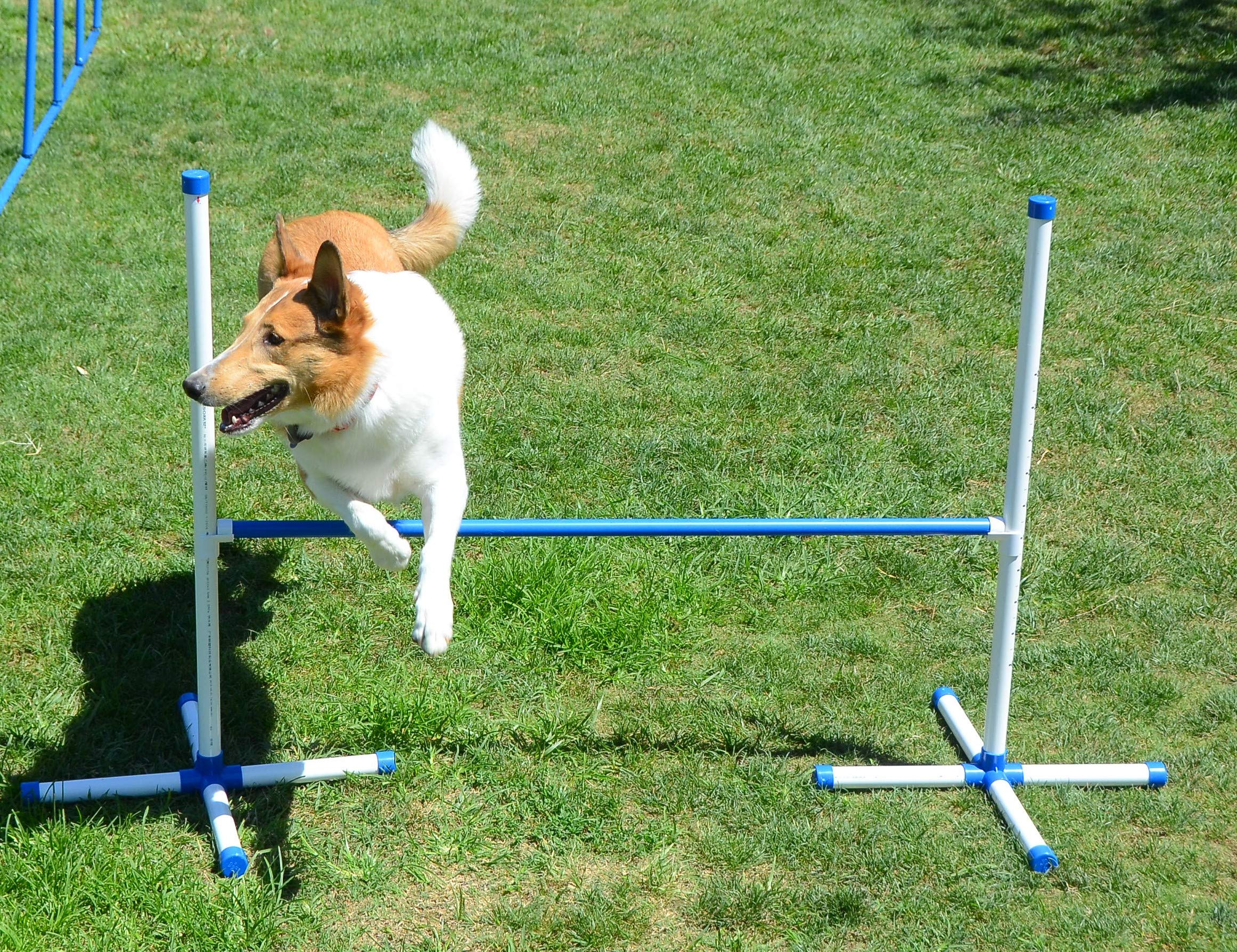 How Do I Teach My Dog To Jump Over Hurdles
