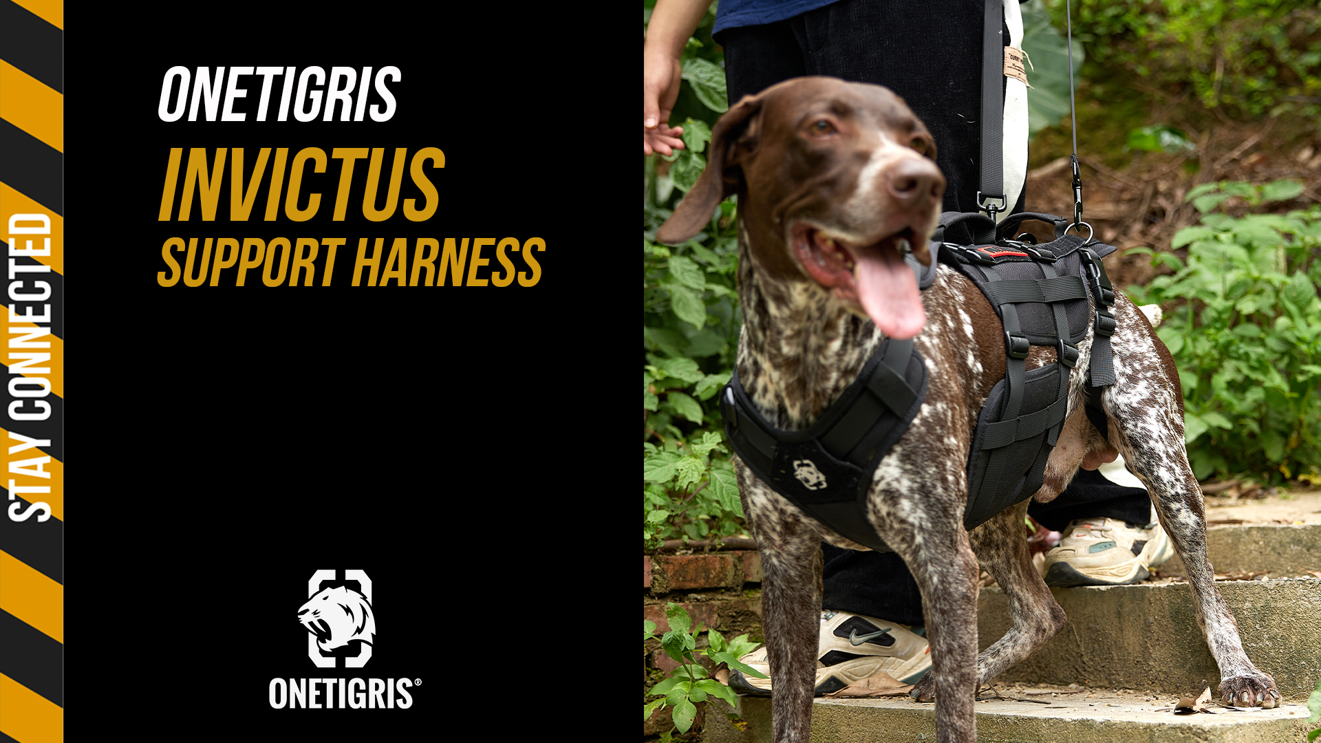 Watch Onetigris Support Dog Harness Dog Lift Harness for Large Dog on ...