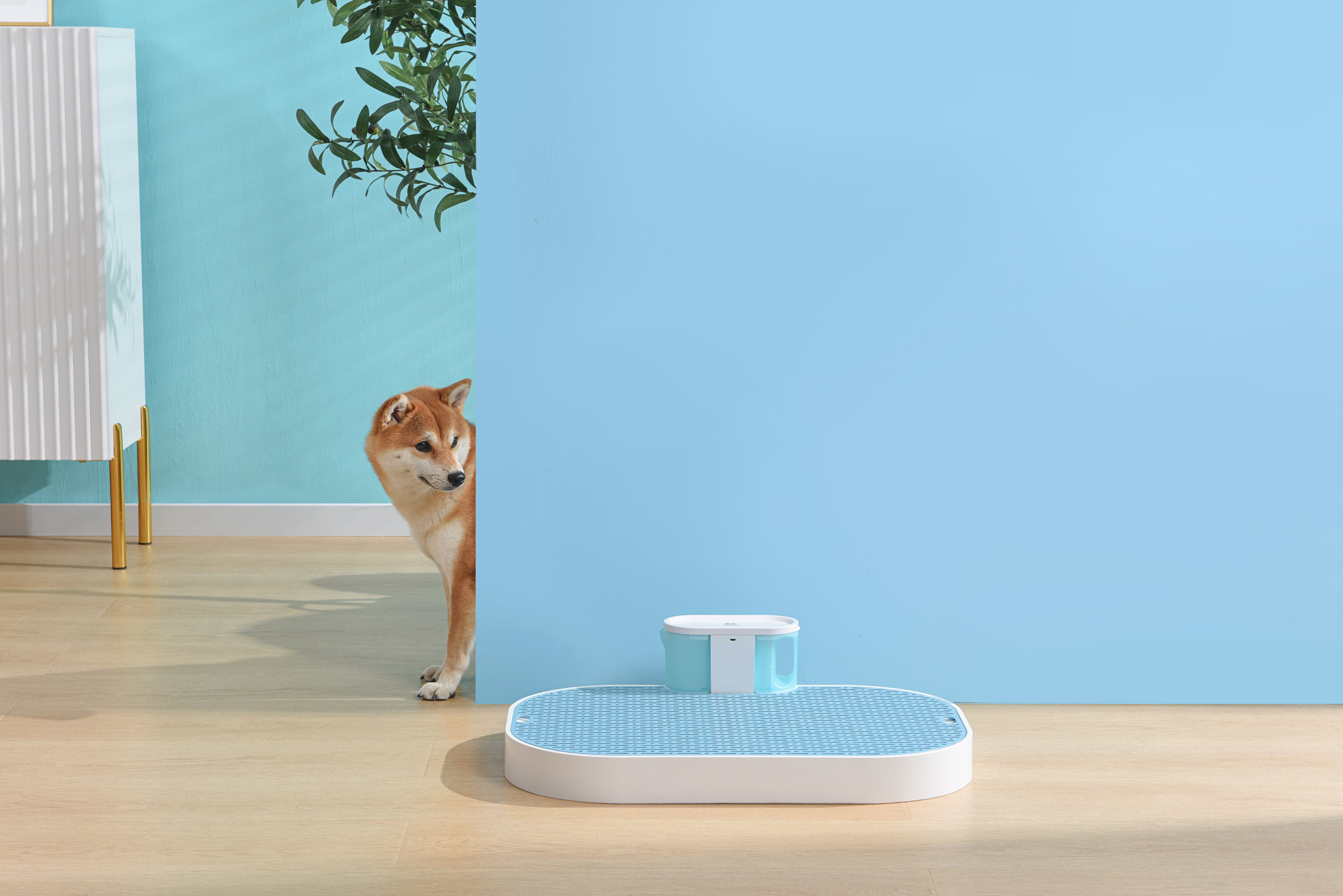 Watch HYERSPACE Smart Dog Toilet Puppy Potty on Amazon Live