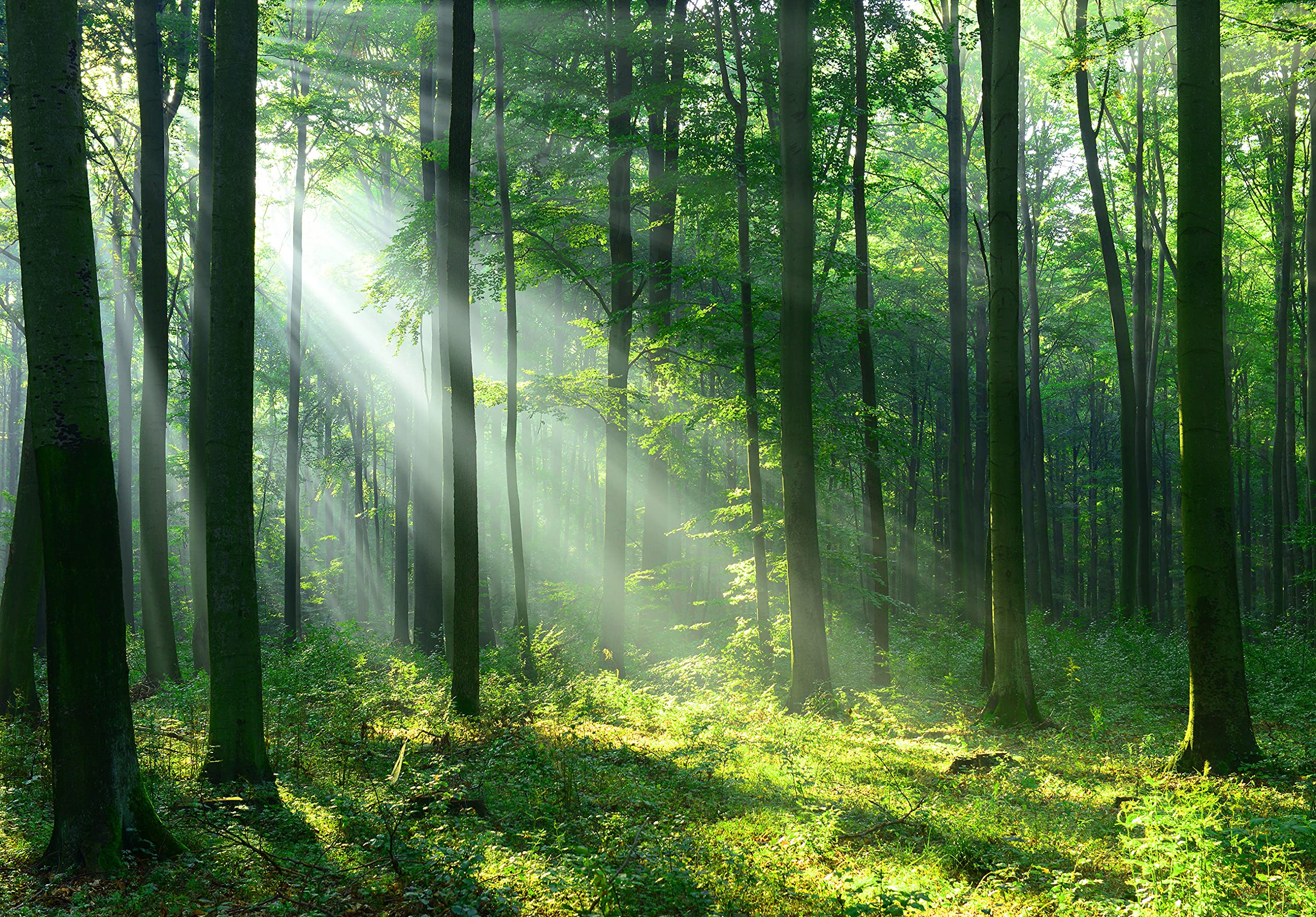 Nature Wallpaperswallpaper Of Forestwallpaper Forest Wallpaper