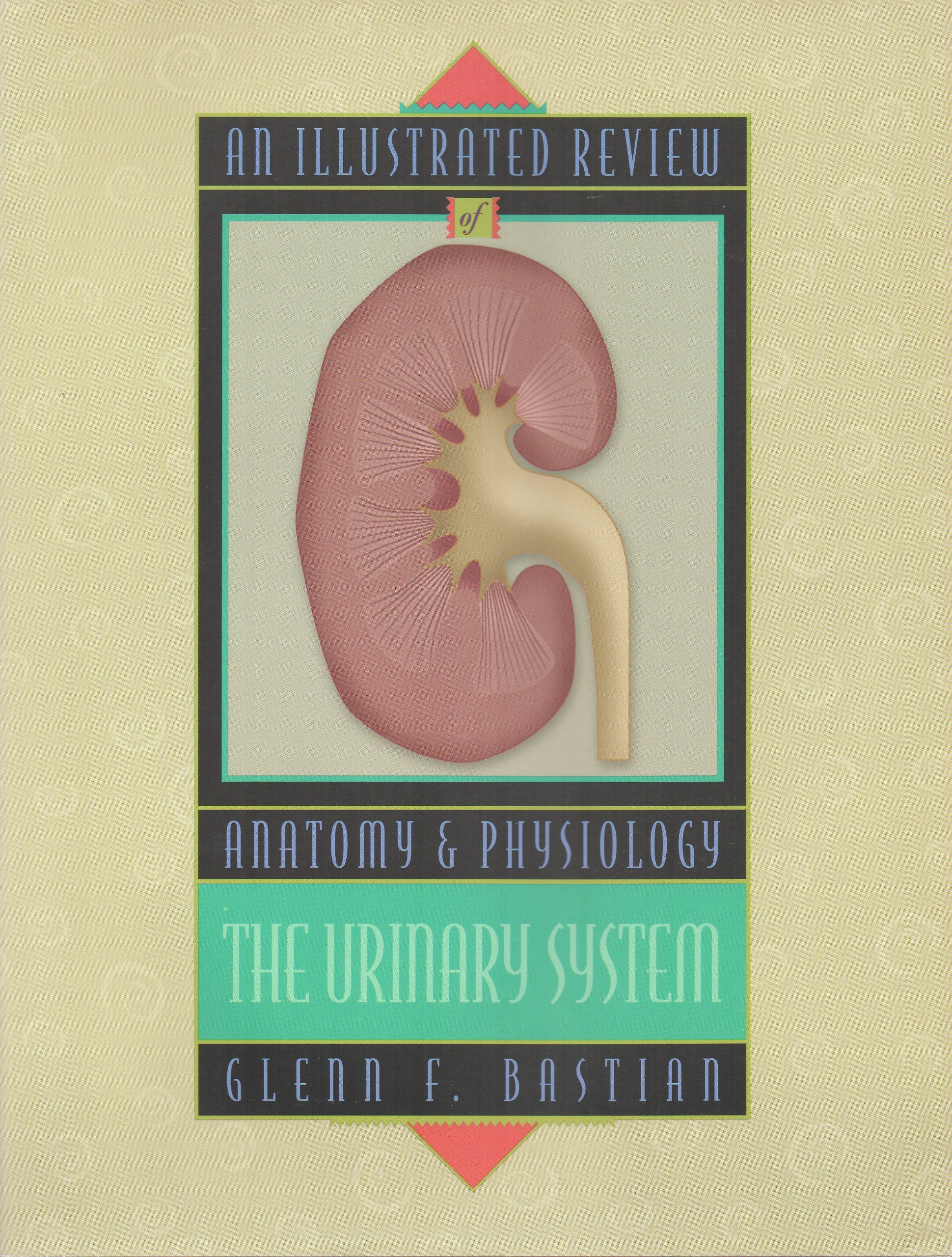 Urinary System Human Anatomy And Physiology With Hoffman The Urinary
