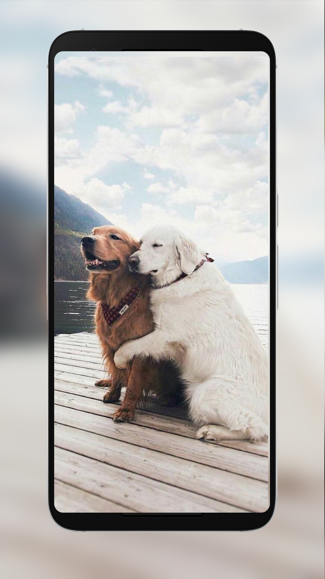 Dogs wallpapers:Amazon.co.jp:Appstore for Android