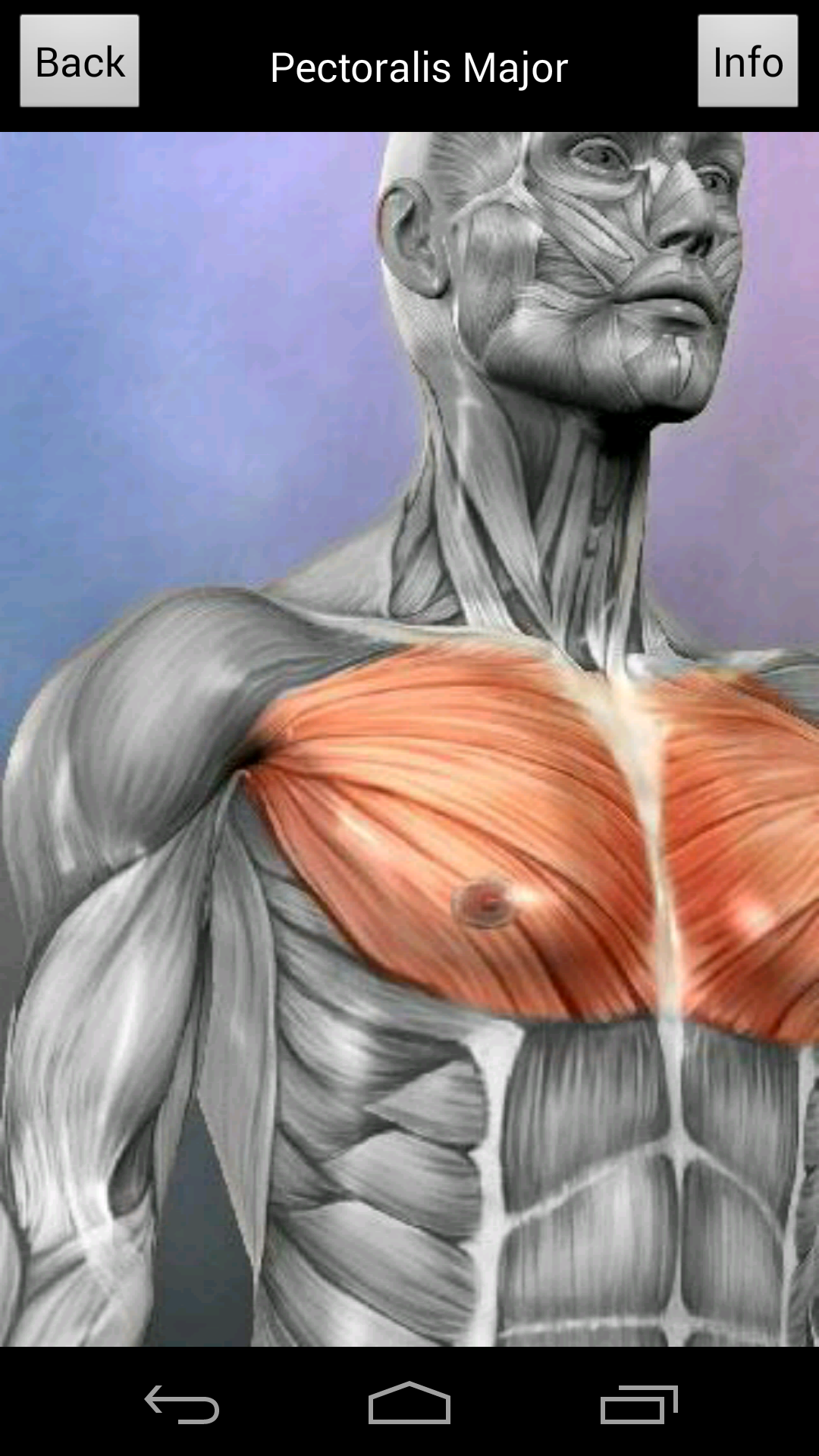 Learn Muscles: Anatomy - App on Amazon Appstore
