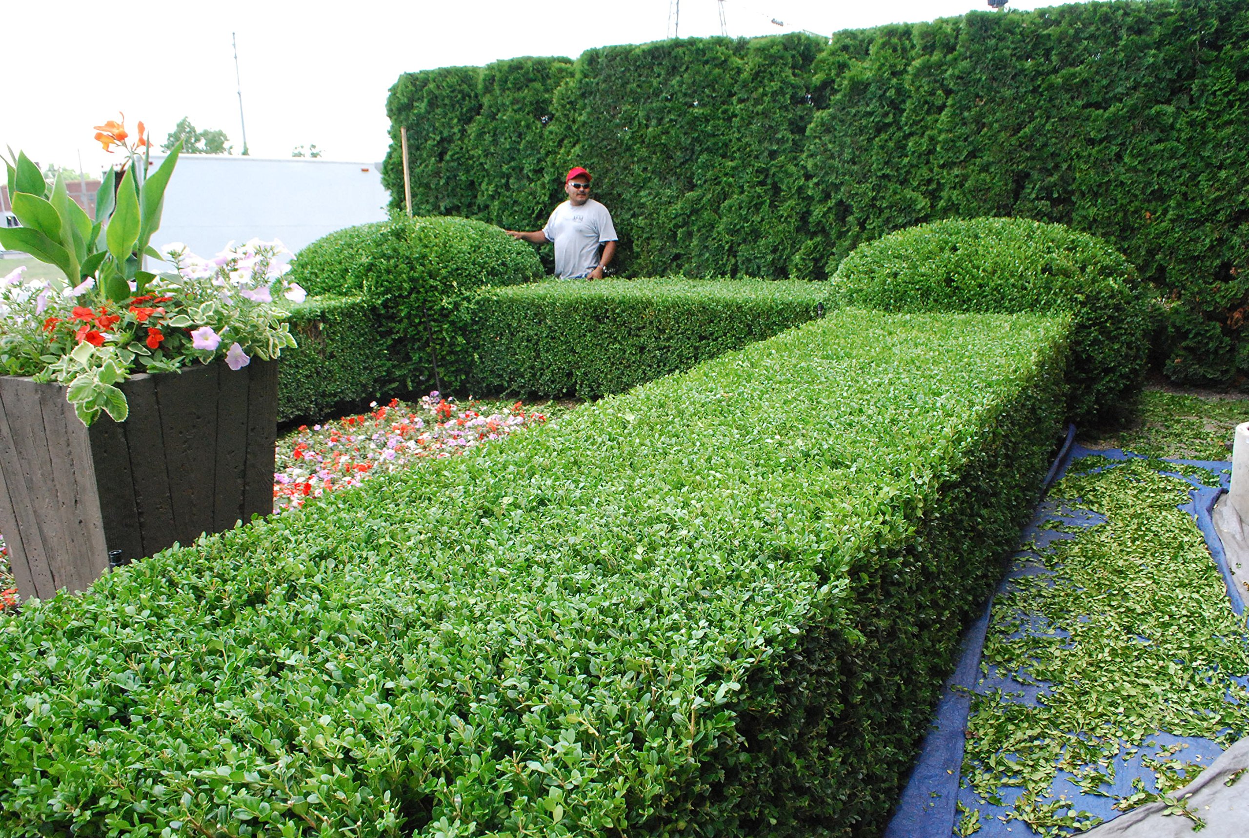 Japanese Boxwood 3 Live Plants 2 Pot Size Buxus Microphylla