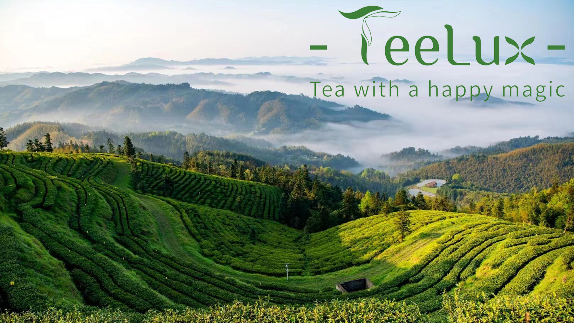 Watch TeeLux Tea - Hand-picked tea leaves, fresh & delicious taste on ...